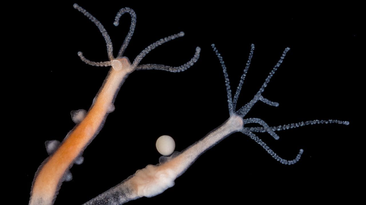 $1.5 Million NSF Grant Will Help Make Hydra a Better Model for Studying ...