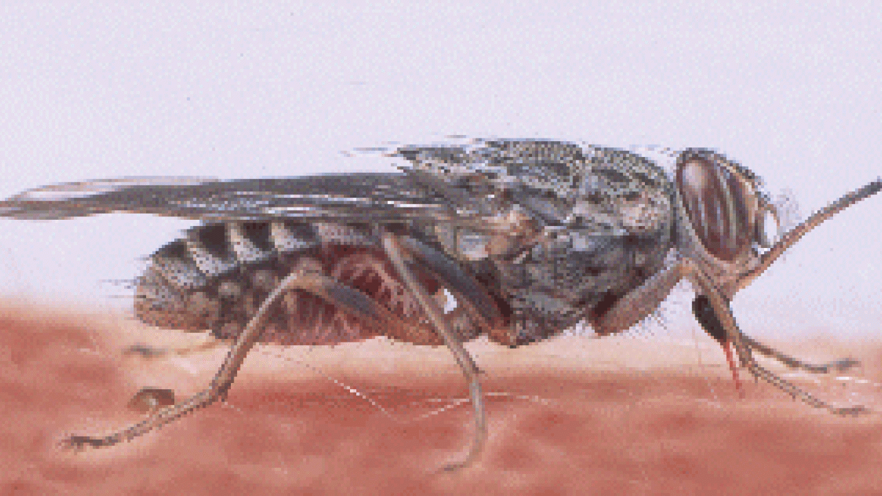 Do Zebra Stripes Confuse Biting Flies? | College of Biological Sciences